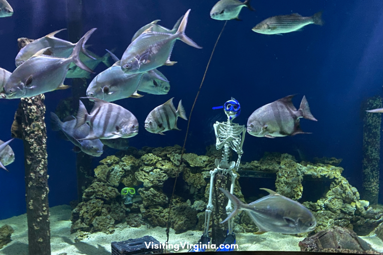 Virginia Living Museum – Visiting Virginia